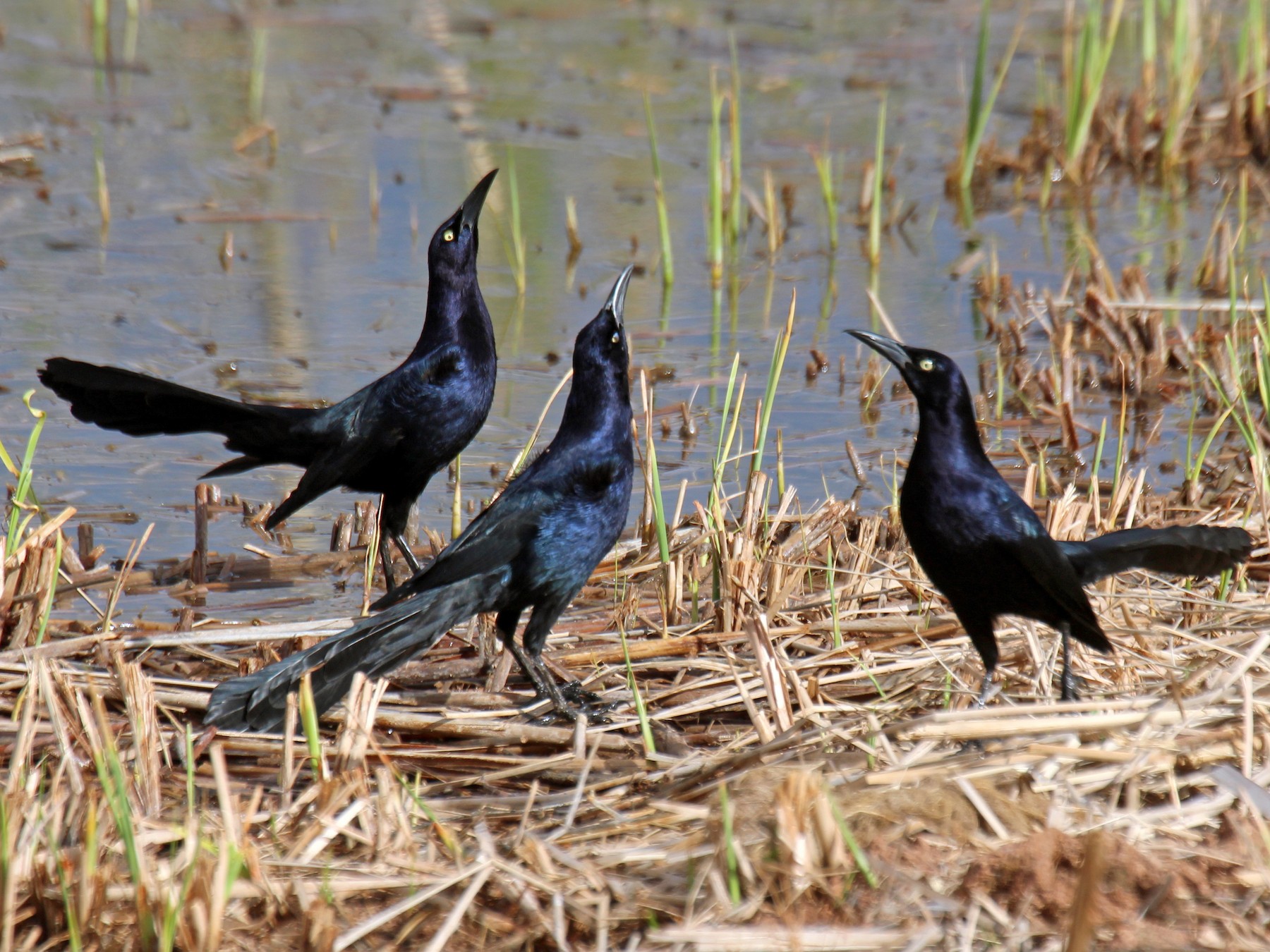 Great-tailed Grackle - eBird
