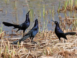 Great-tailed Grackle - eBird