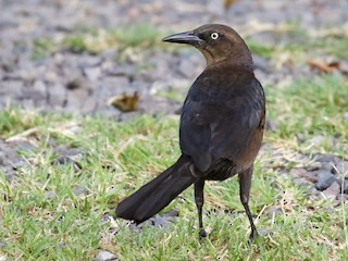 Great-tailed Grackle - eBird