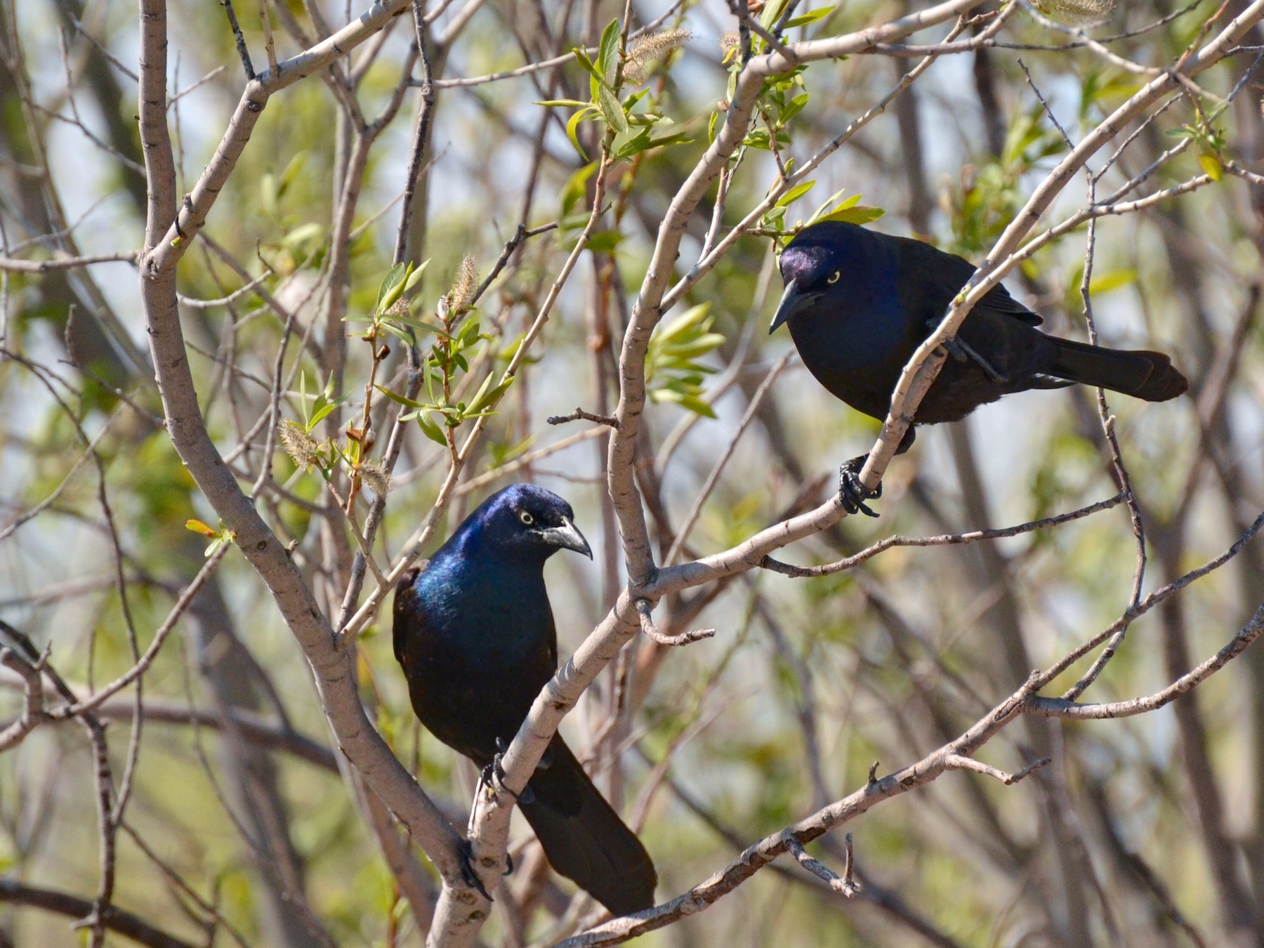 Common Grackle - eBird