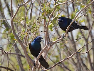 Common Grackle - eBird