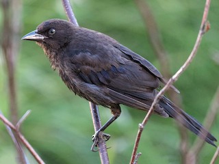 Common Grackle - eBird