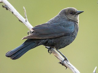 Brewer's Blackbird - eBird