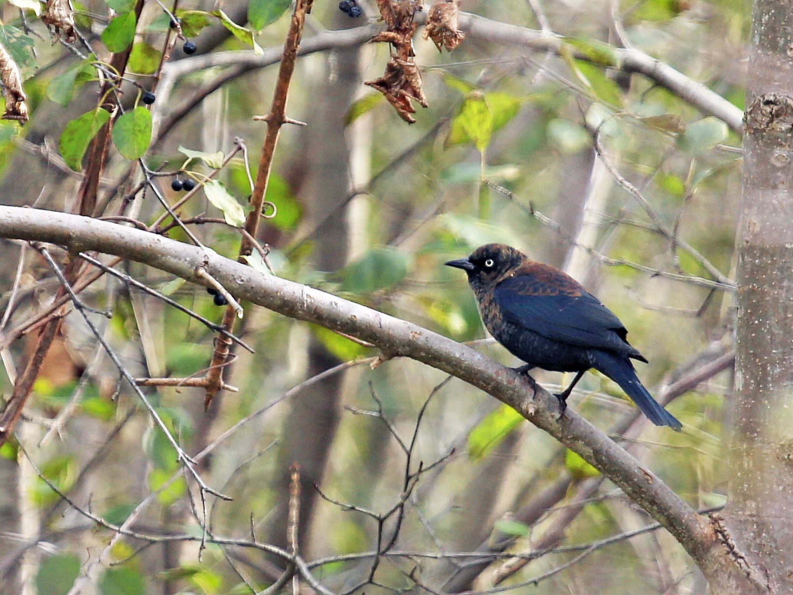 Rusty Blackbird - eBird