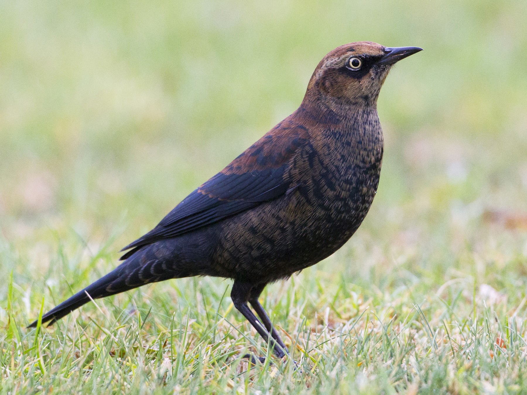 Rusty Blackbird - eBird Australia