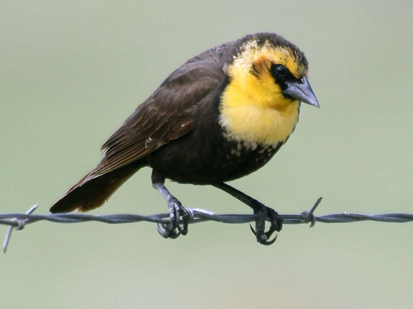 Yellow-headed Blackbird - eBird