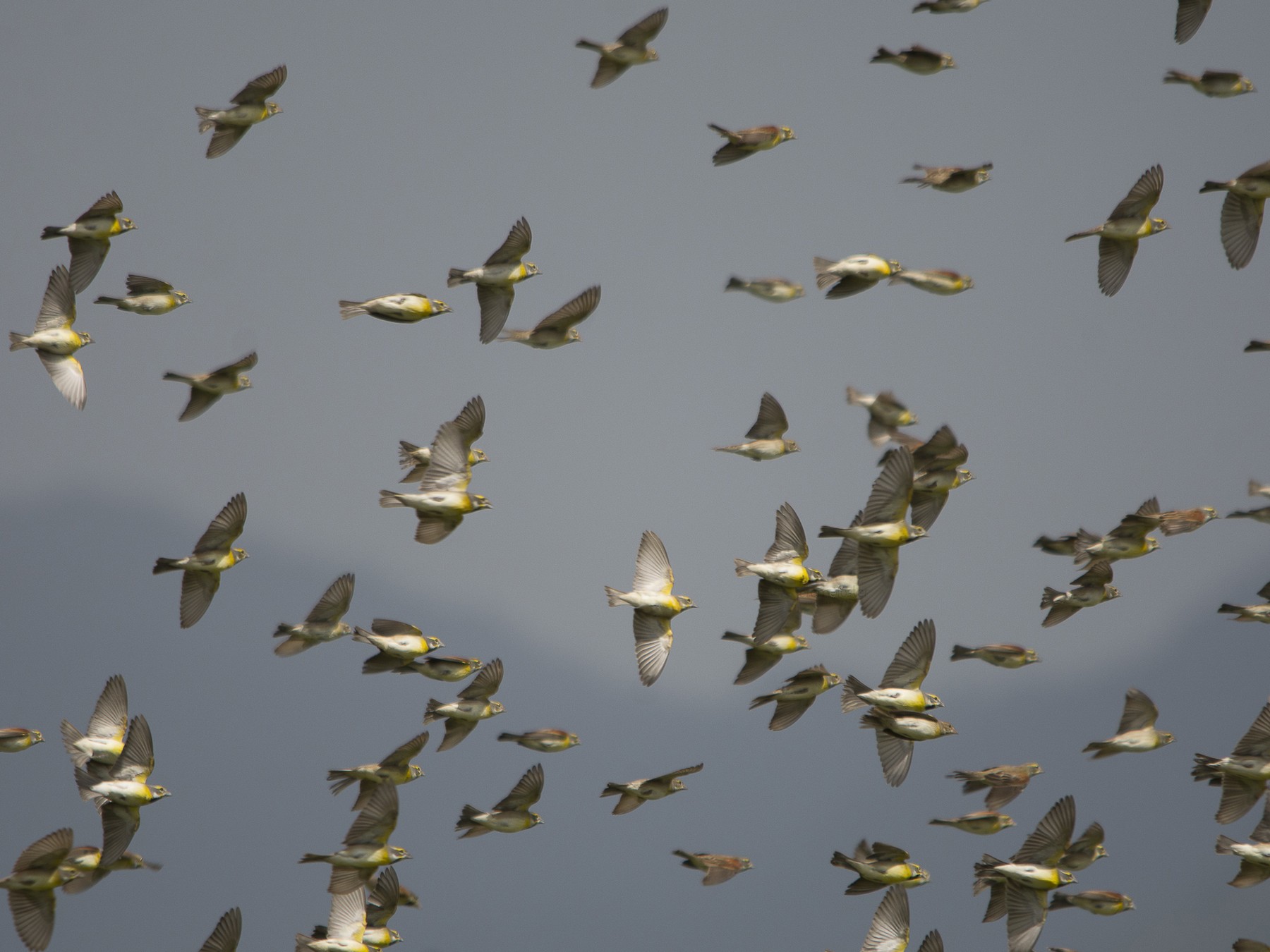 Gorrión de pecho amarillo - eBird