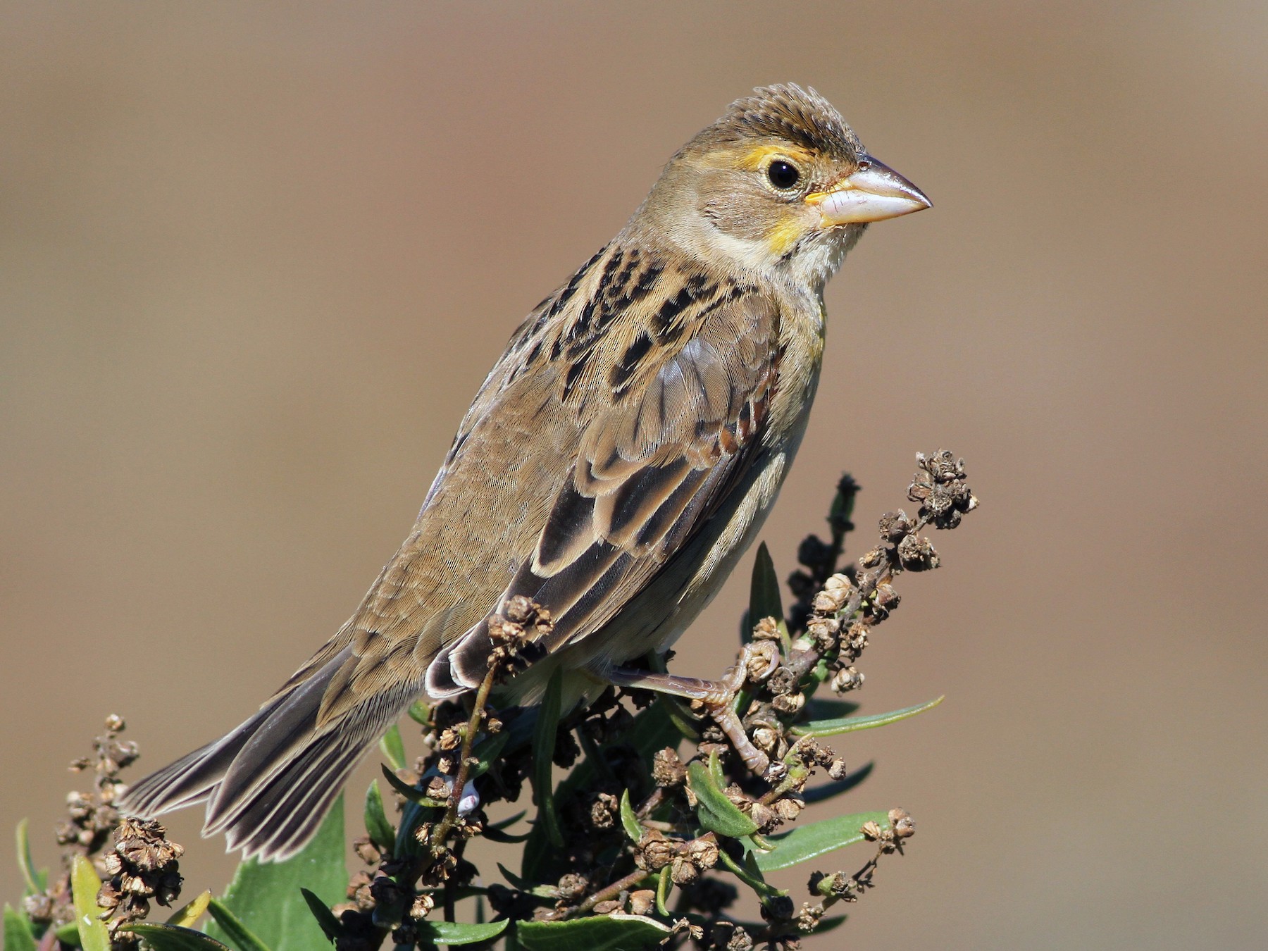 Gorrión de pecho amarillo - eBird