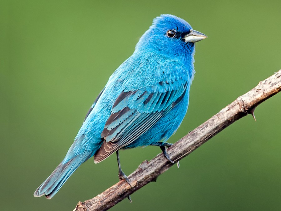 Gorrión Azul - eBird