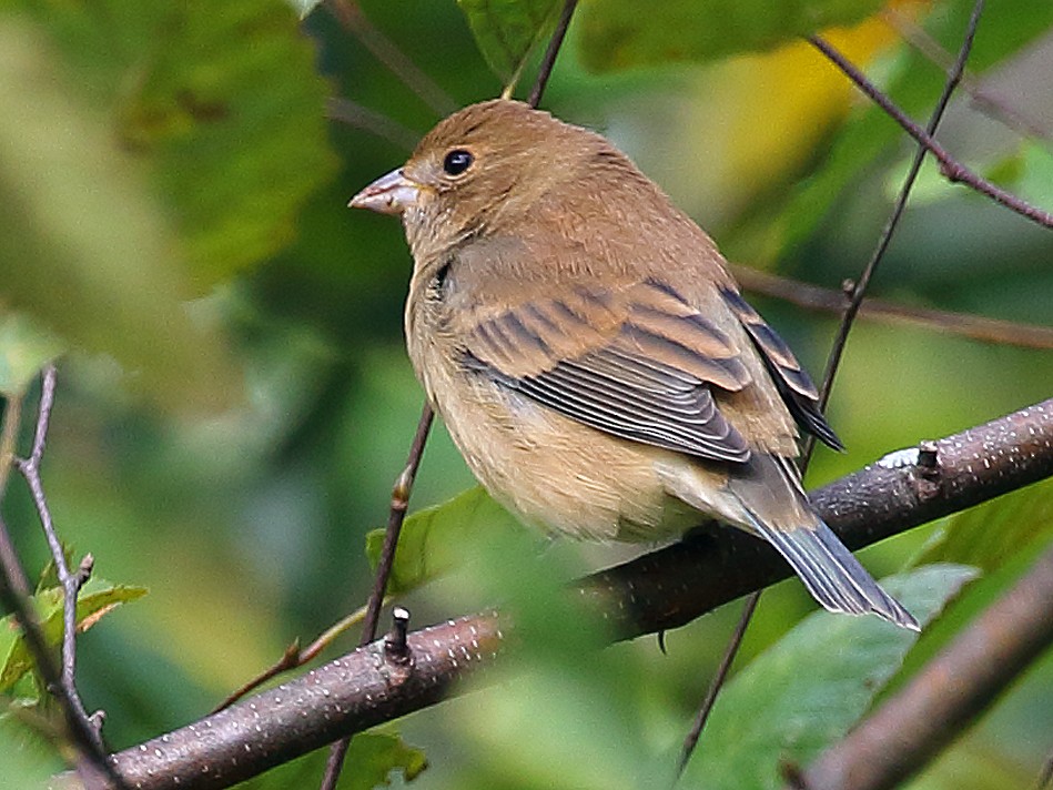 Azulillo Índigo - eBird
