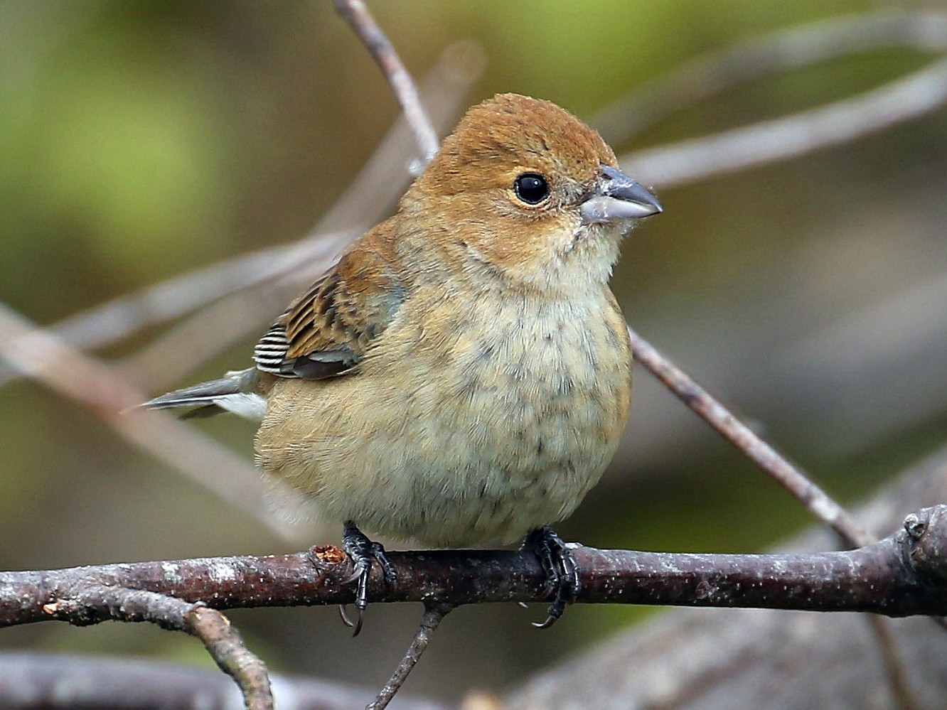 Gorrión Azul - eBird