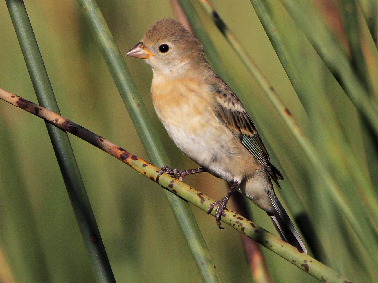 Lazuli Bunting - eBird