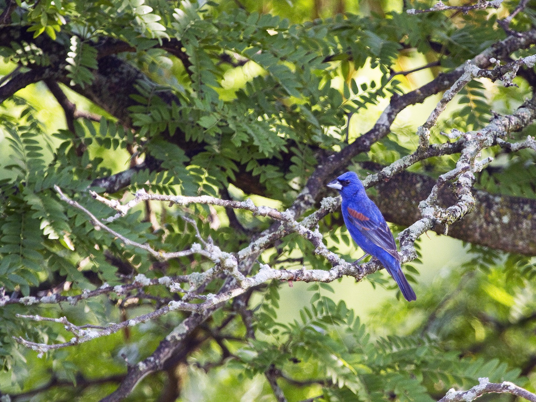 Azulillo Grande - eBird