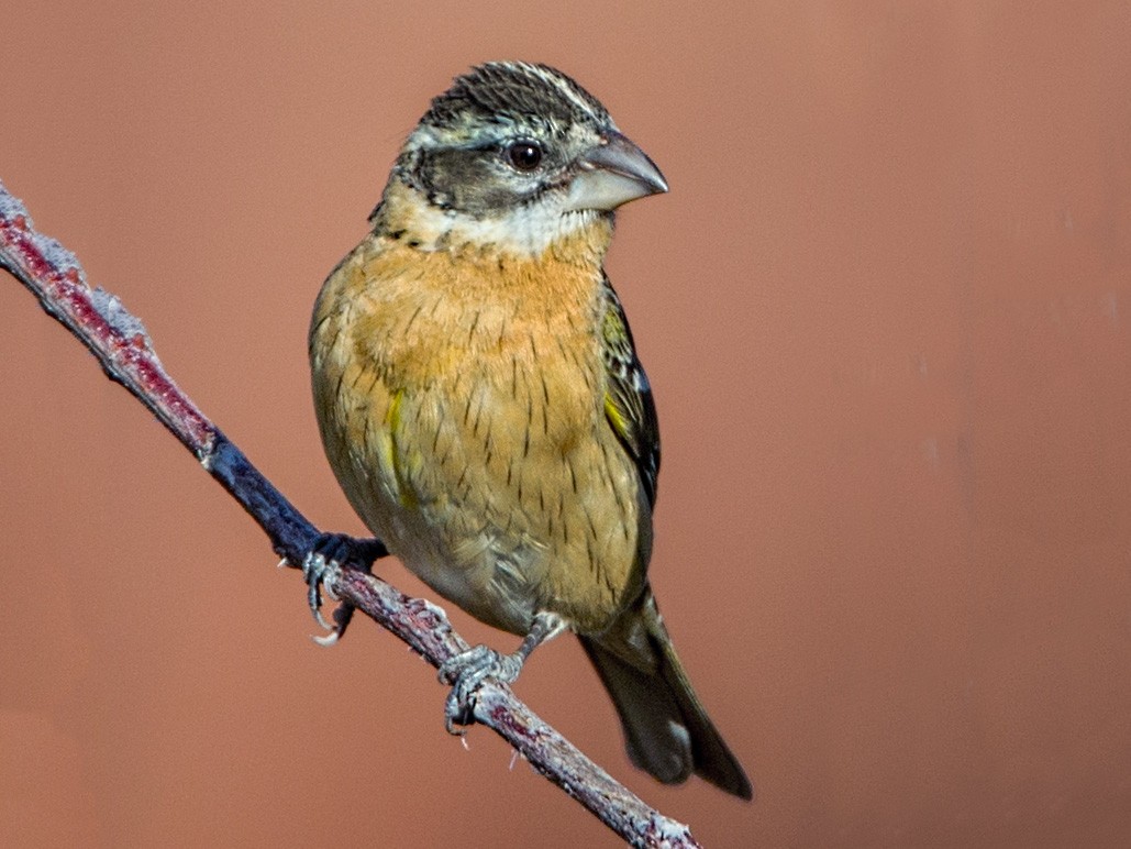 Picogordo Tigrillo - eBird