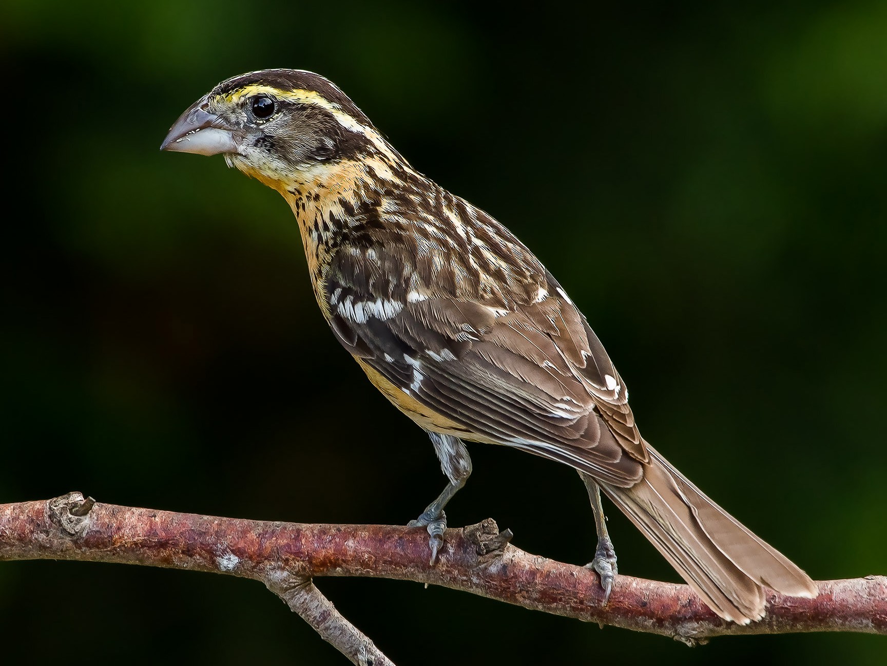 Black-headed Grosbeak - eBird