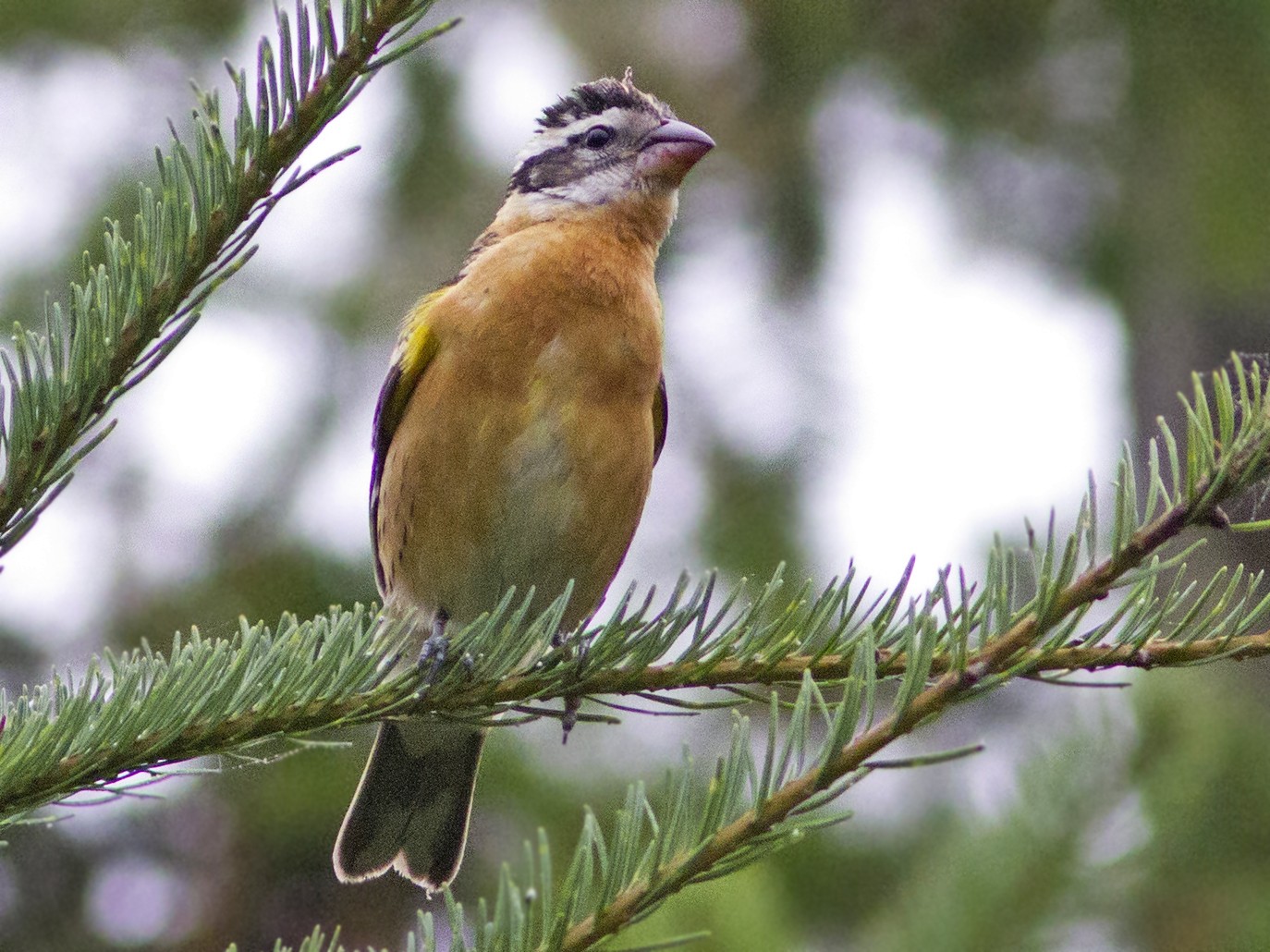 Picogordo Tigrillo - eBird