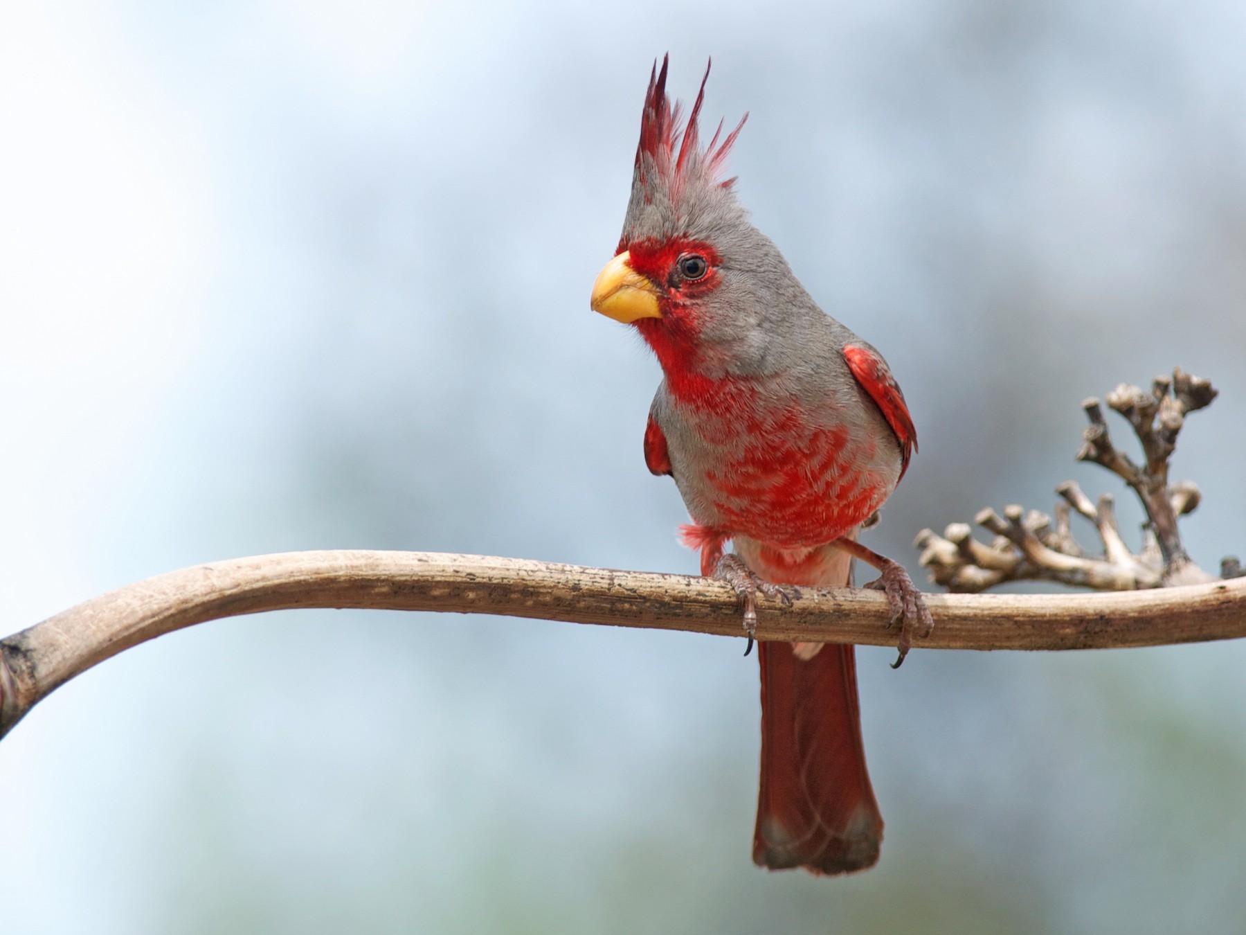 Pyrrhuloxia - eBird