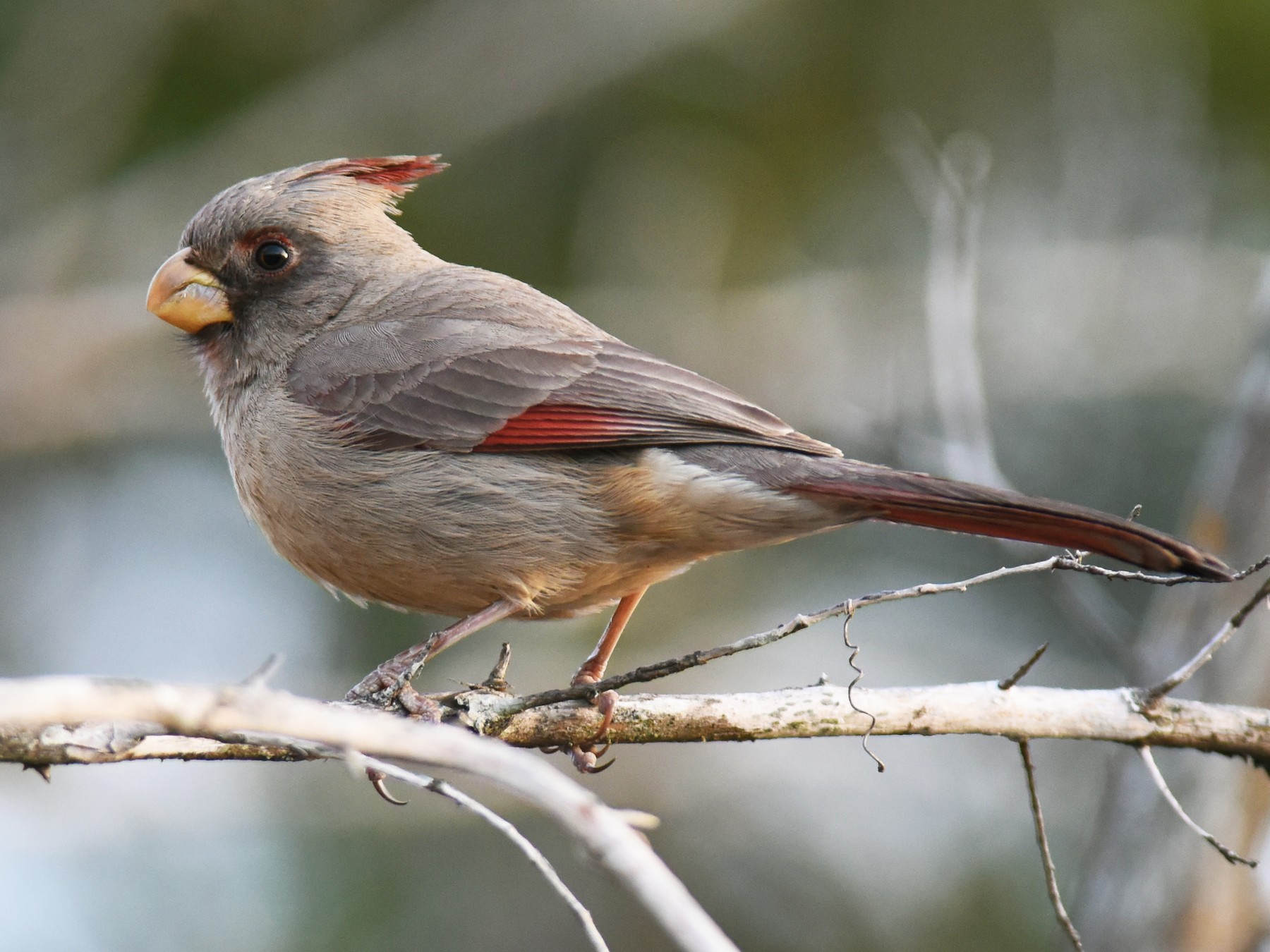 Pyrrhuloxia - eBird