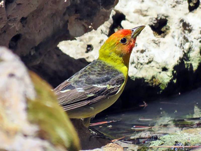 Western Tanager - eBird