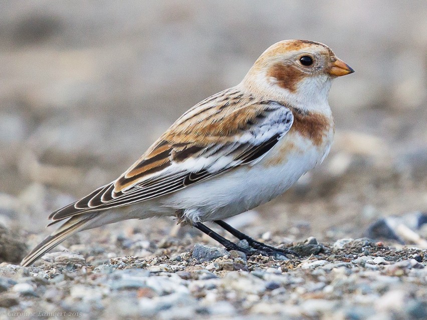 Snow Bunting - eBird