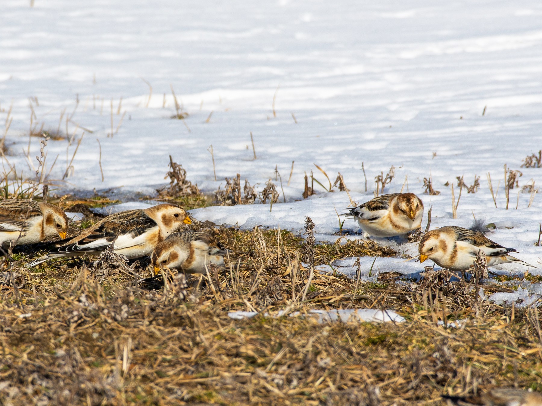 Snow Bunting - eBird