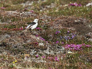 Snow Bunting - eBird