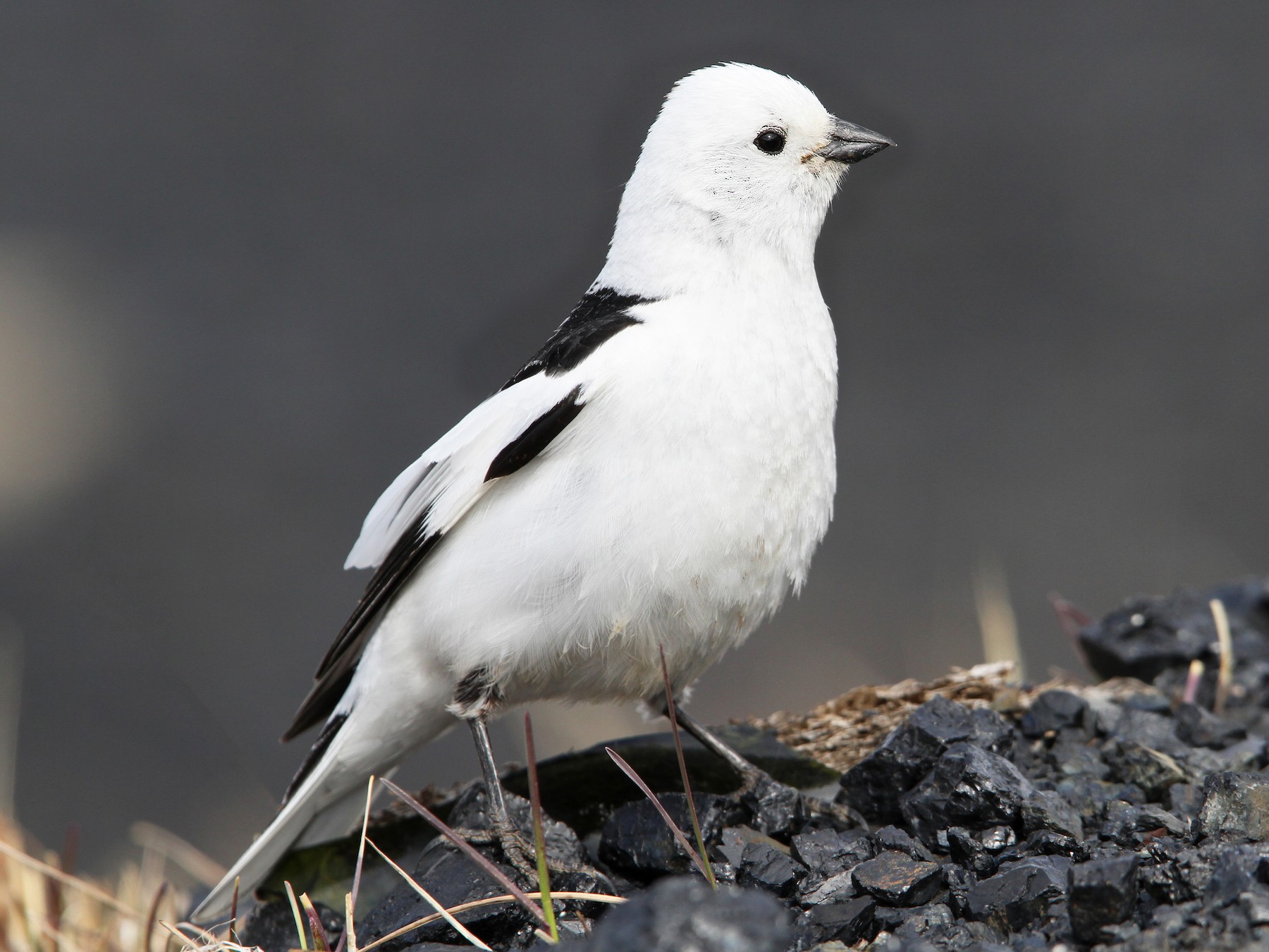 Snow Bunting - eBird