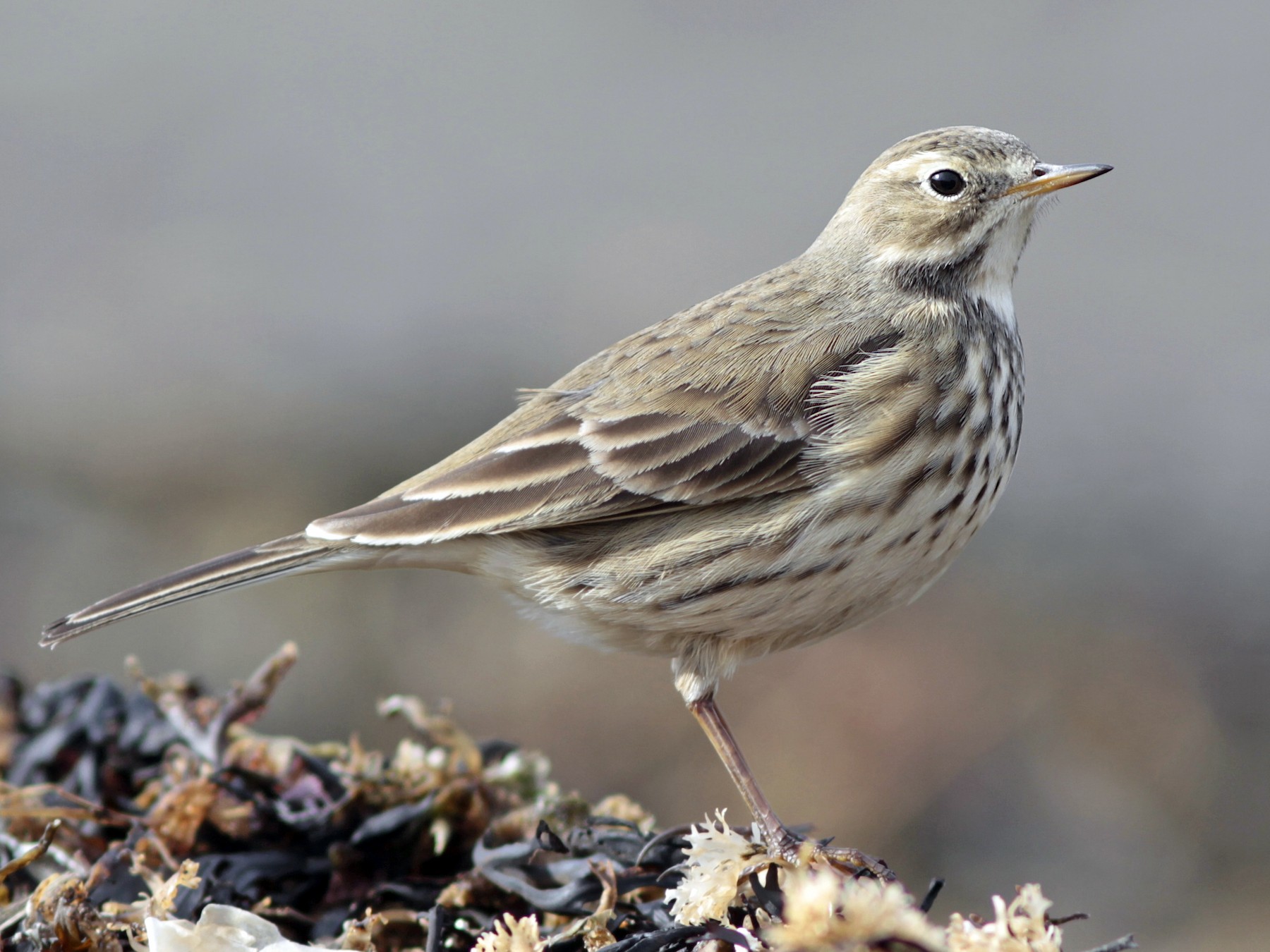 American Pipit EBird