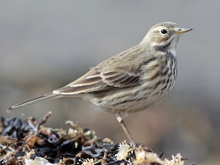 American Pipit - eBird