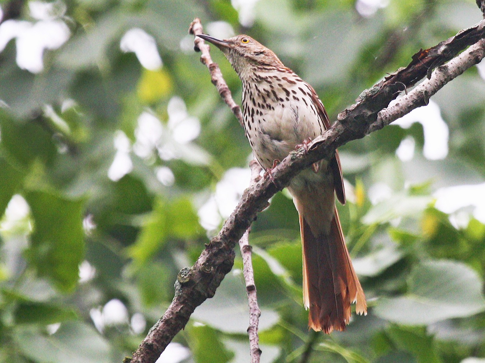 Brown Thrasher - Wisconsin Breeding Bird Atlas