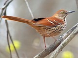Brown Thrasher - Abundance map: Post-breeding migration - eBird Status and Trends