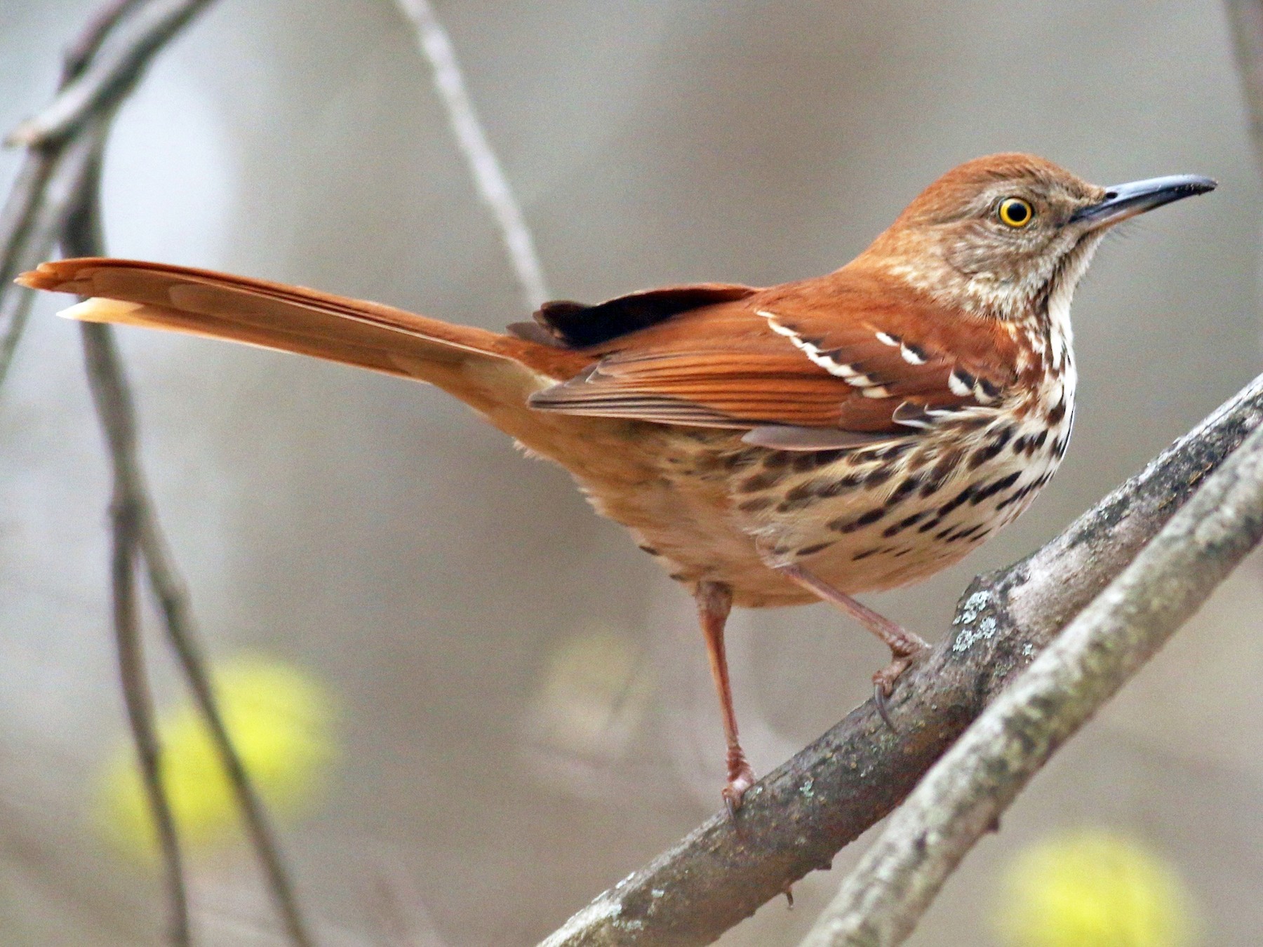 Brown Thrasher - Wisconsin Breeding Bird Atlas