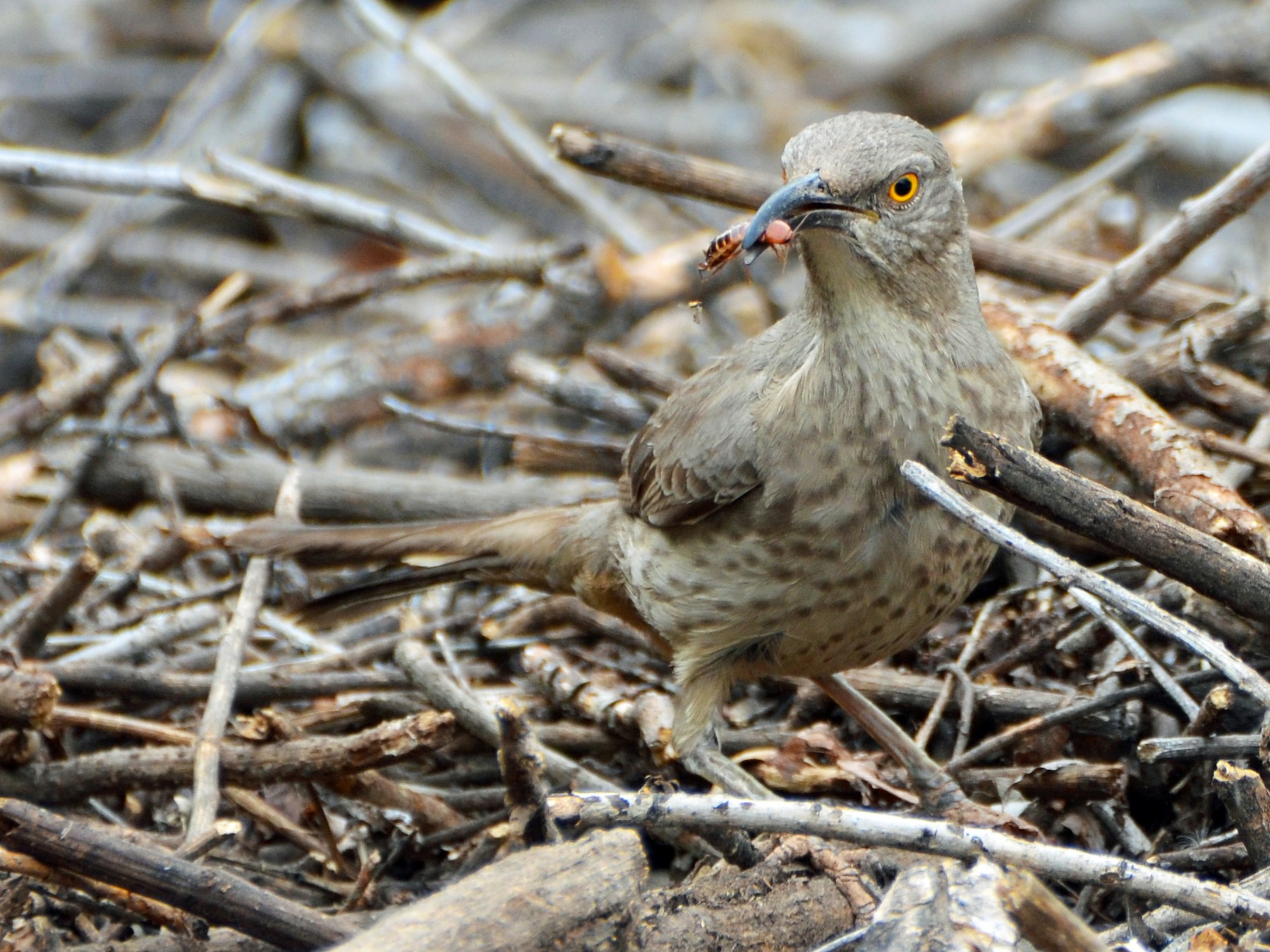 Curved Bill Thrasher Bird