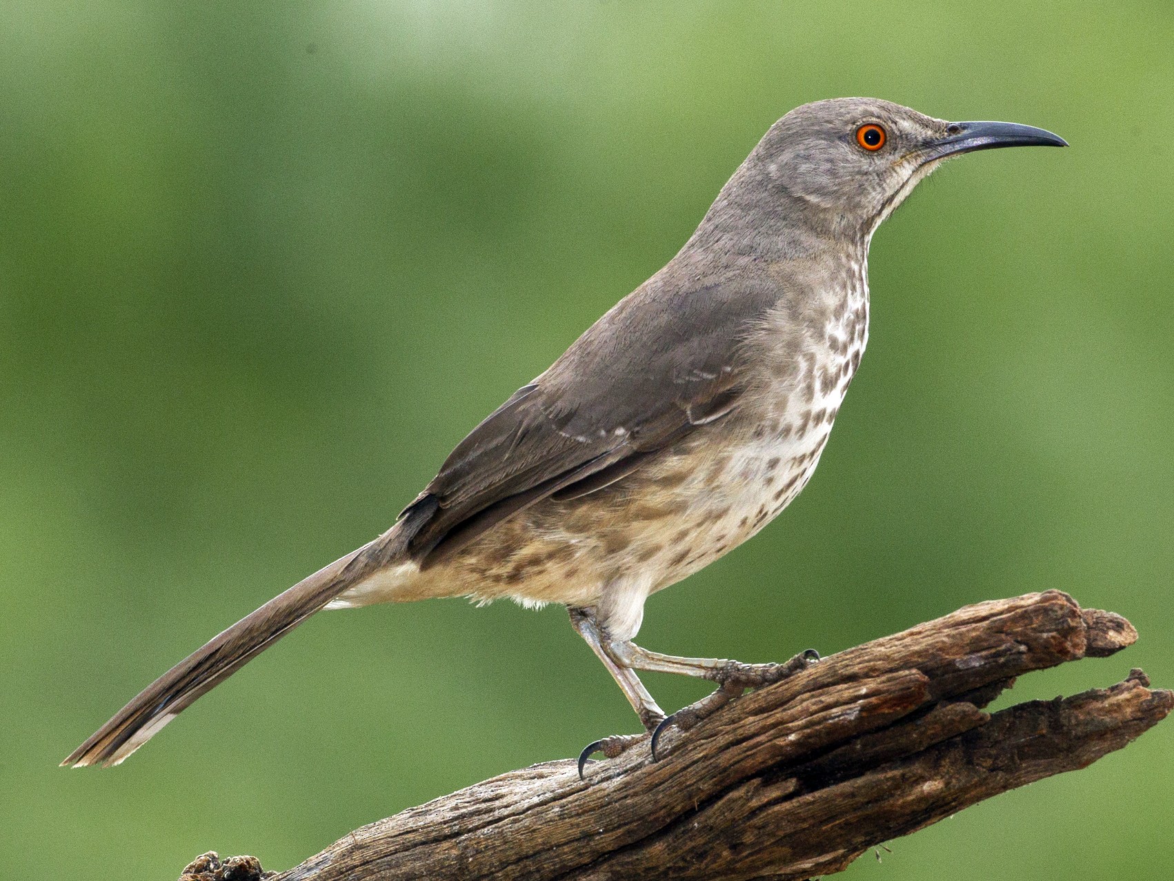 Curve-billed Thrasher - eBird