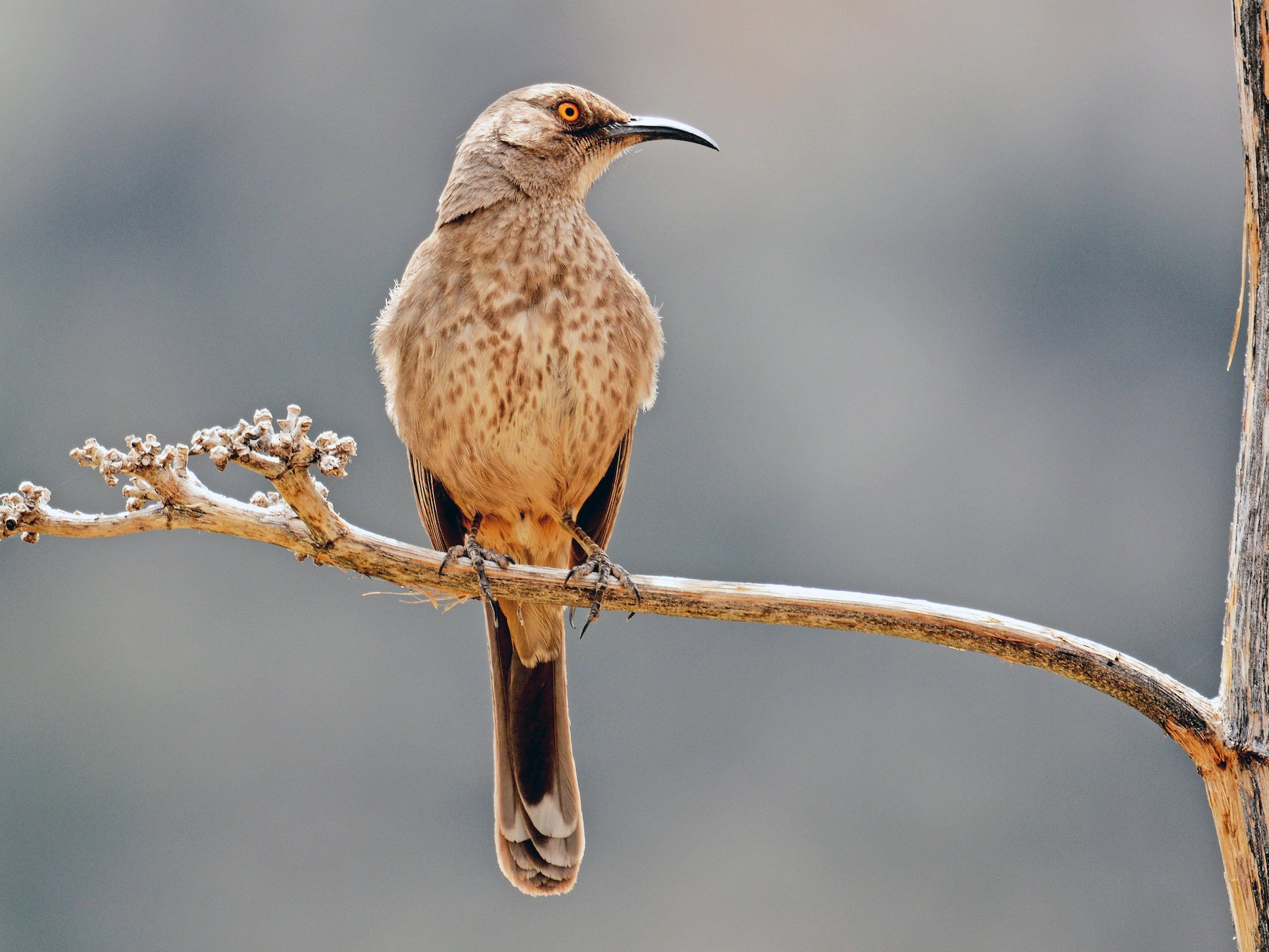 Curve-billed Thrasher - eBird