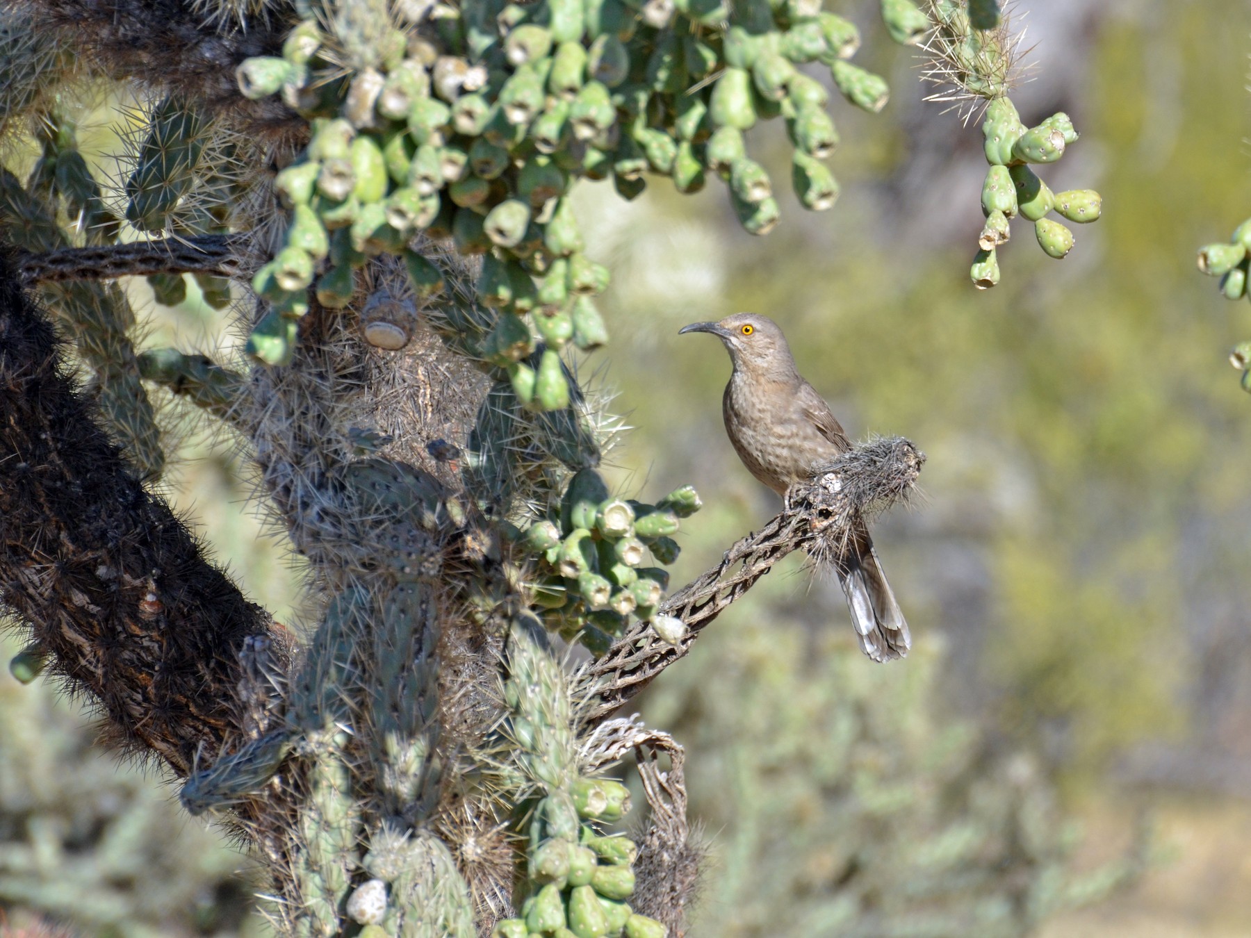 Cuicacoche Pico Curvo - eBird