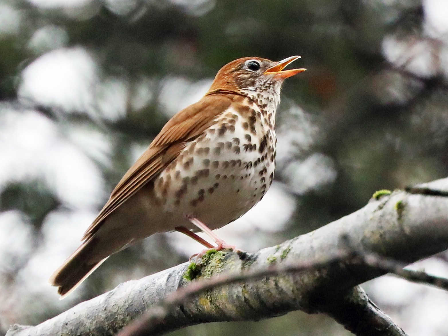 Wood Thrush - eBird