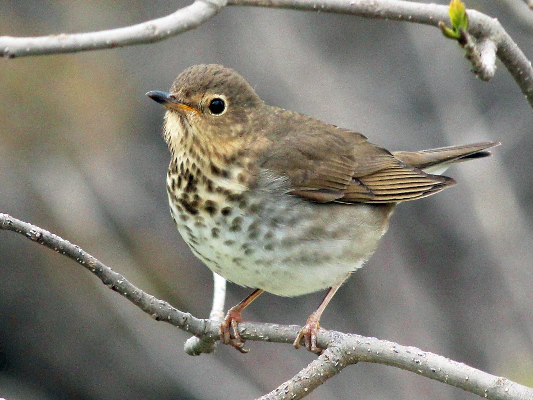 Swainson's Thrush - eBird