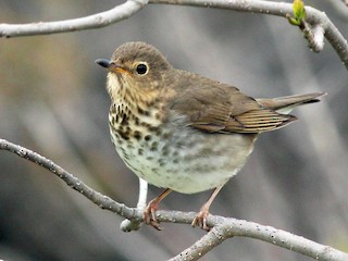 Hermit Thrush Range