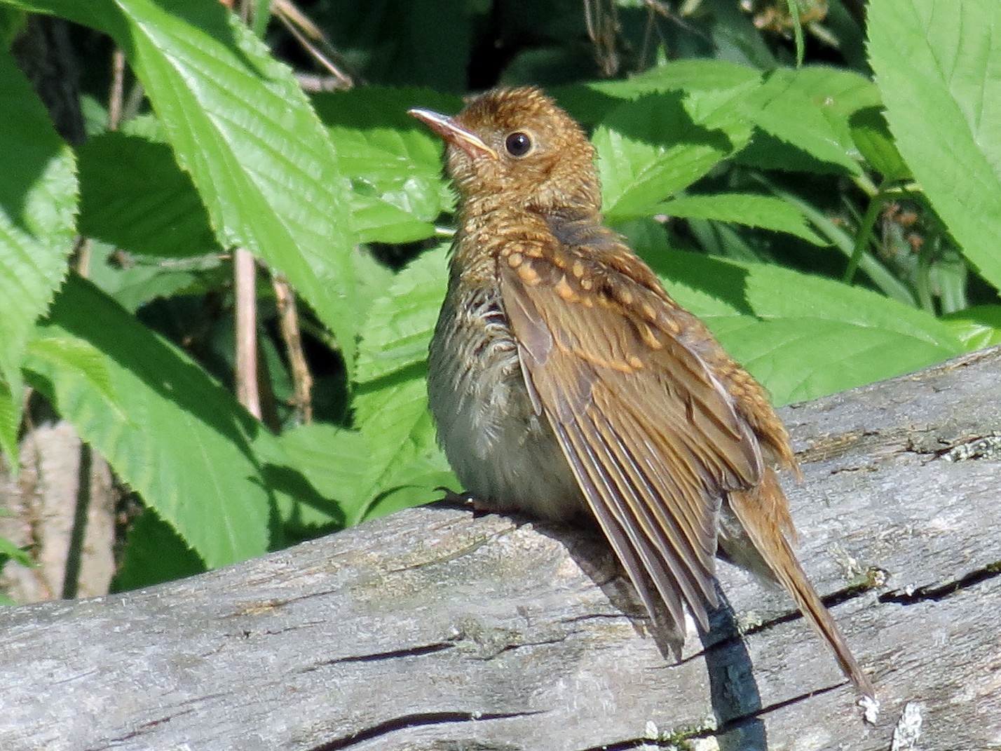 Veery - eBird