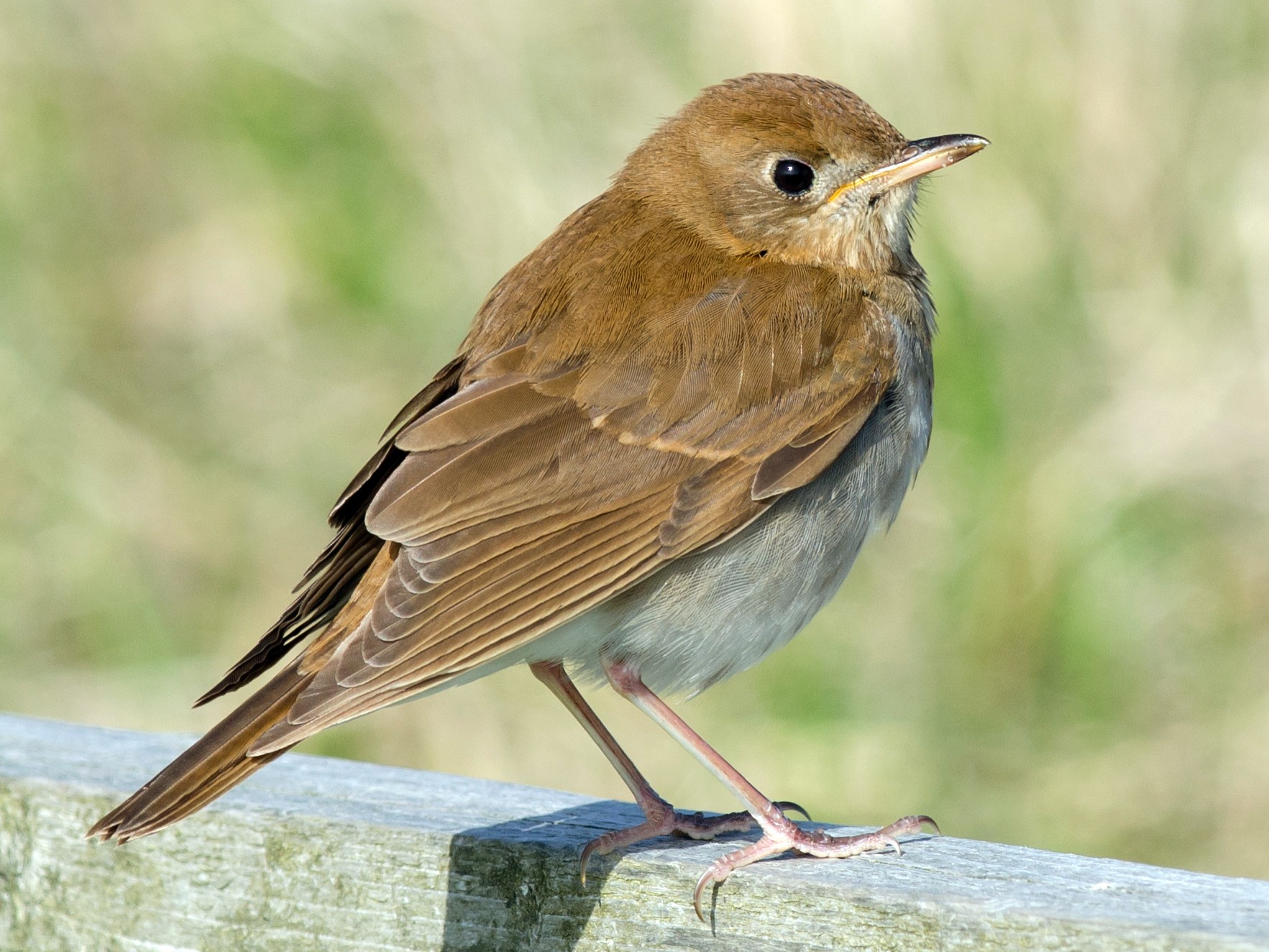 Veery - eBird