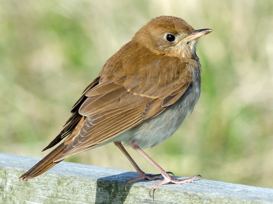 Veery - eBird
