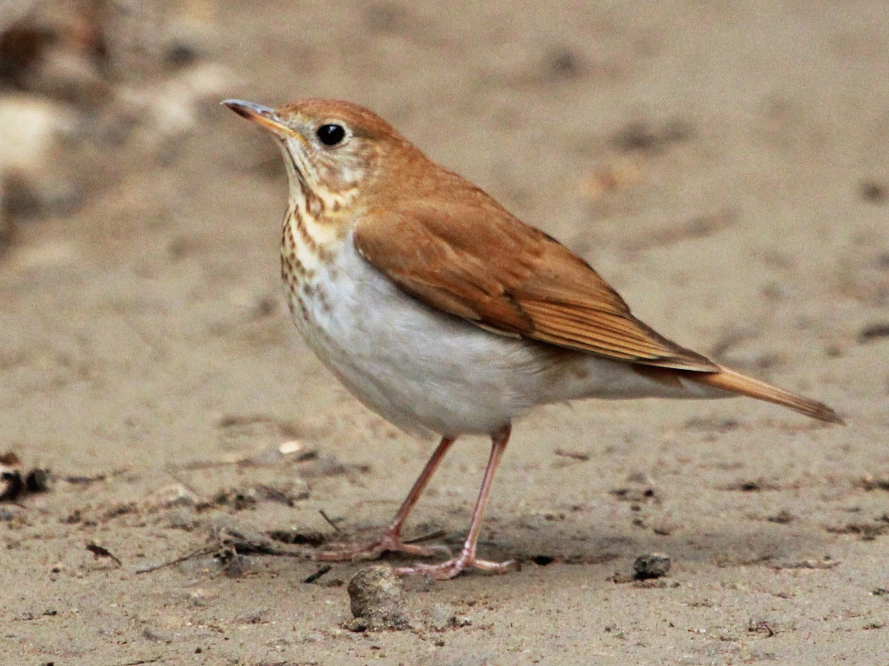 Veery - eBird