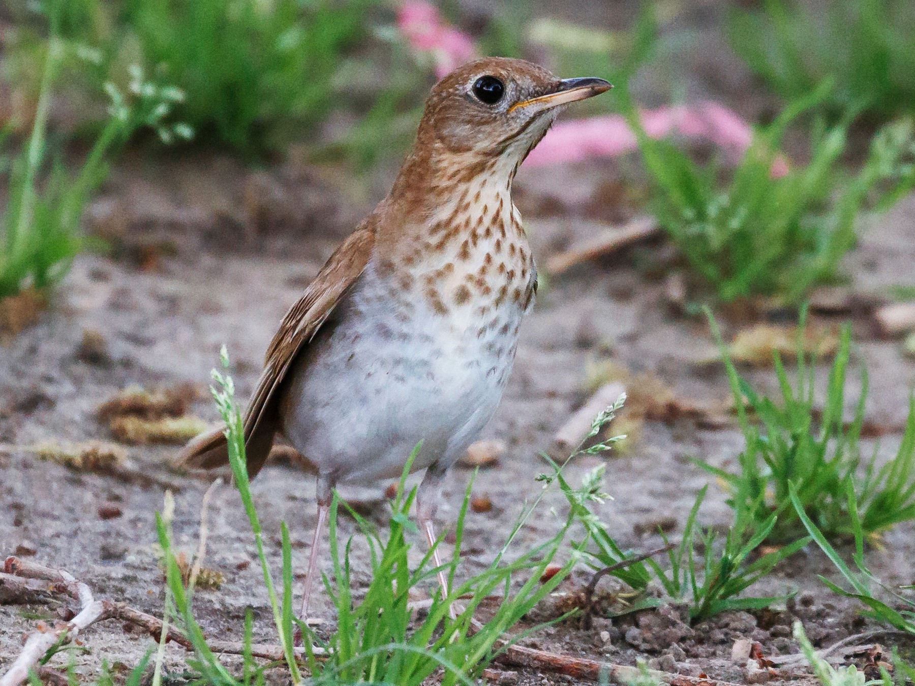 Veery - eBird