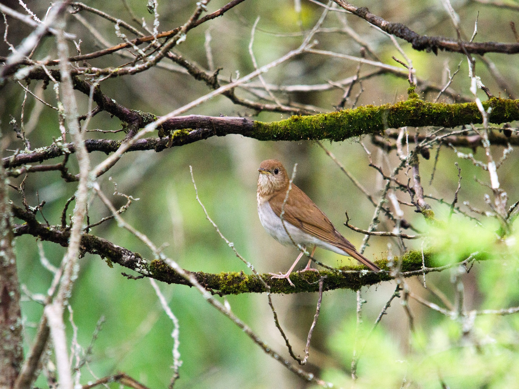 Veery - eBird