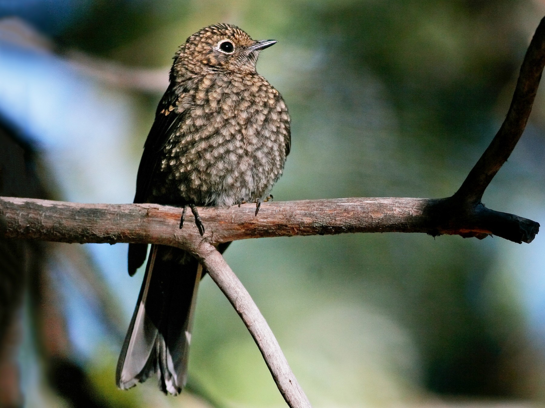 Townsend's Solitaire - eBird