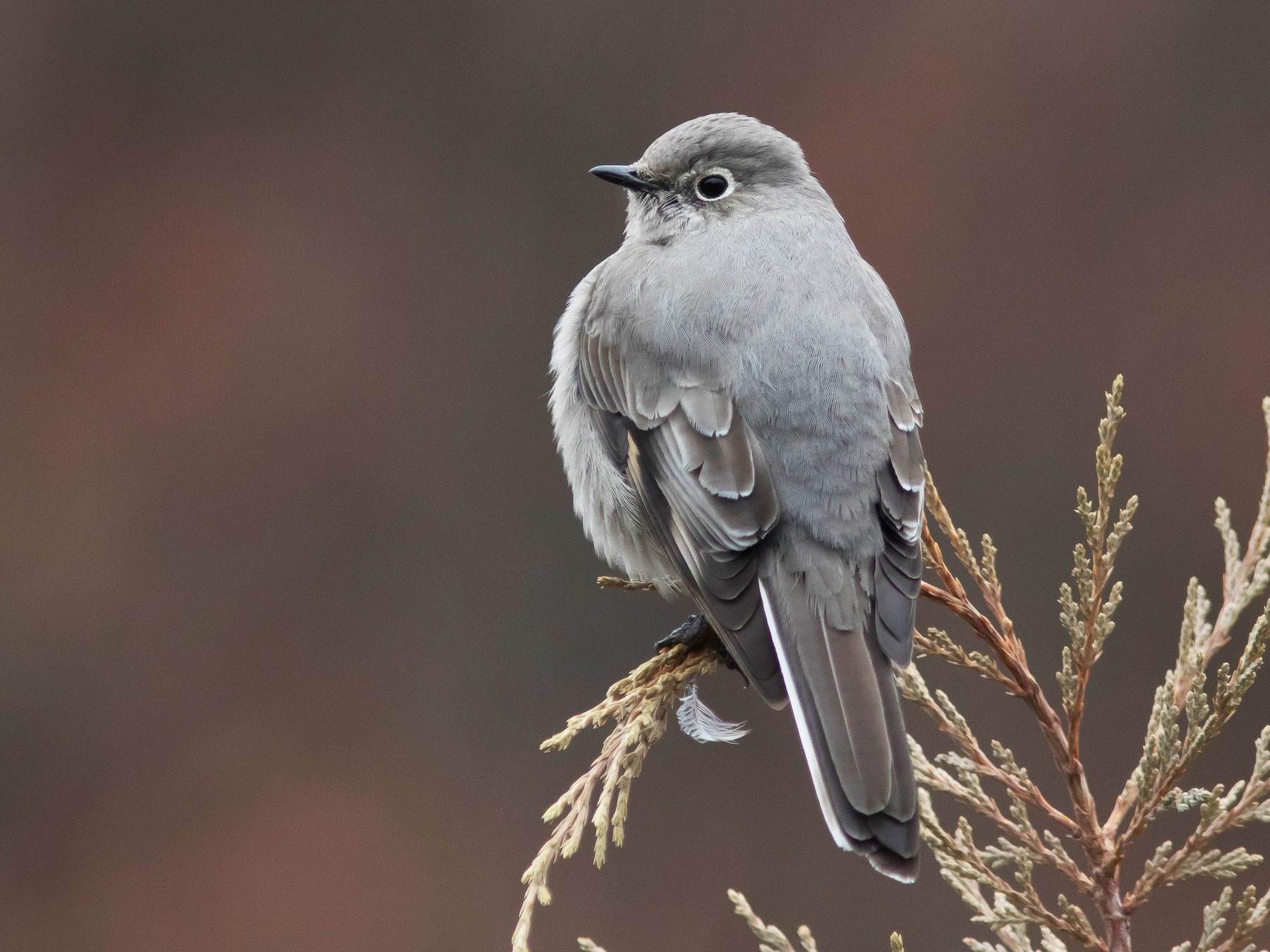 Townsend's Solitaire - eBird