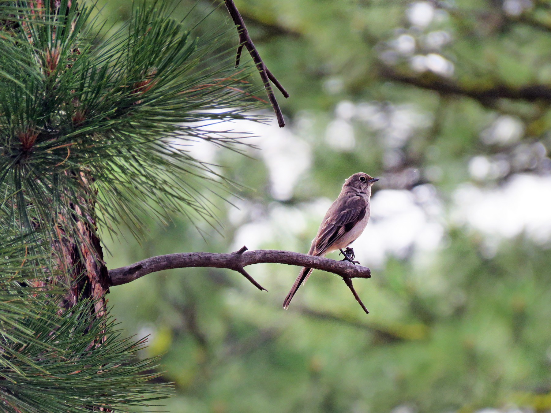 Townsend's Solitaire - eBird