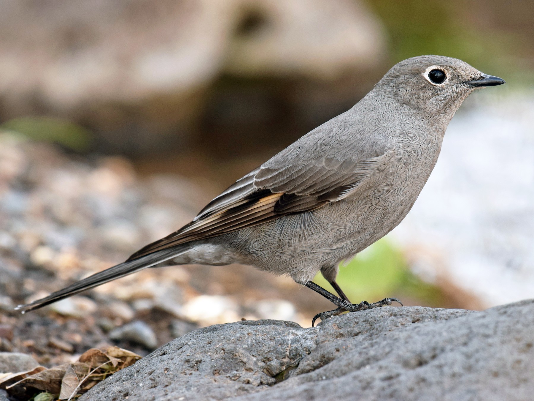 Townsend's Solitaire - eBird