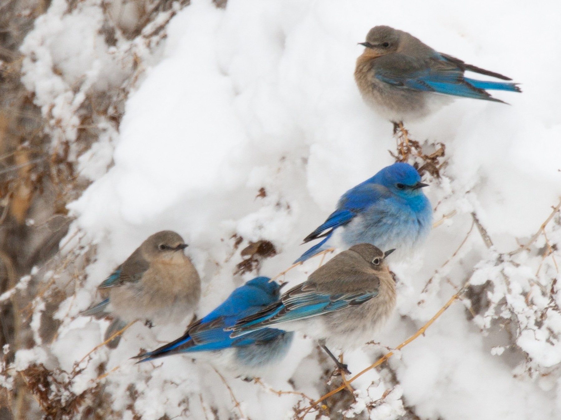 Mountain Bluebird - eBird